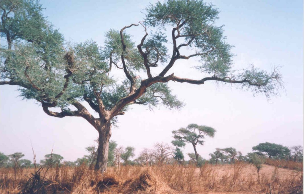 LE KADD « FAIDHERBIA ALBIDA » : L’ARBRE MIRACLE - Environnement Afrique